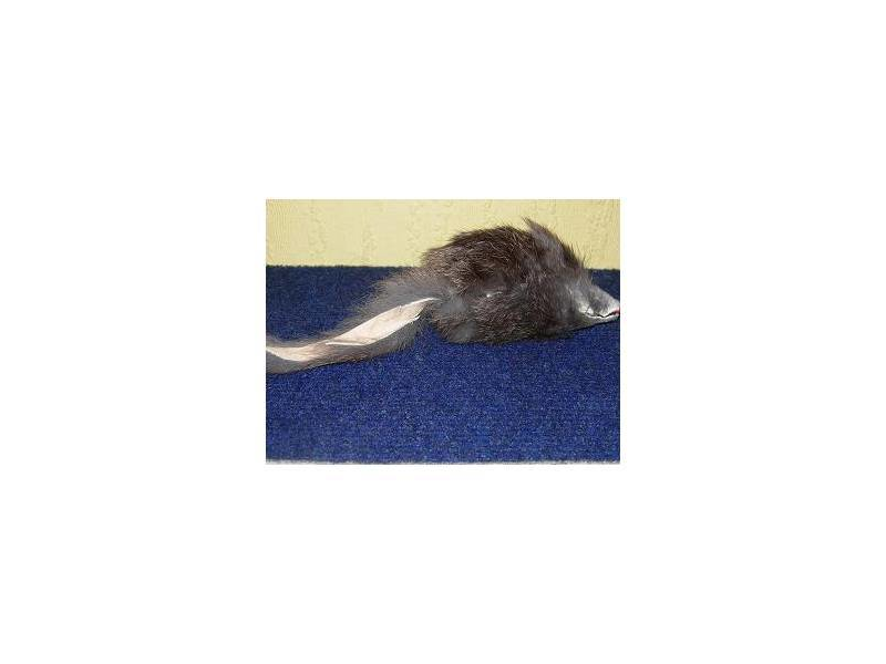 Pitti 106300 Fellmaus Langhaar 9 - 12 cm grau Testbericht bei yopi.de