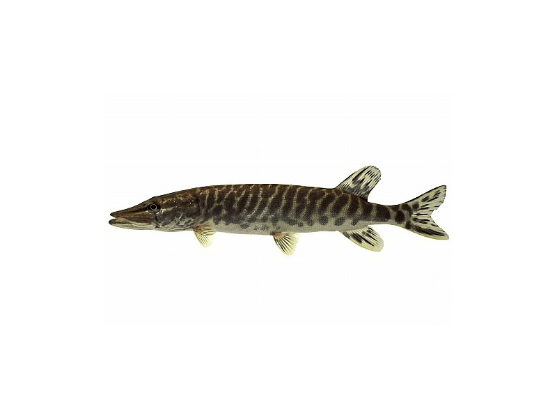 Hecht Testberichte bei yopi.de