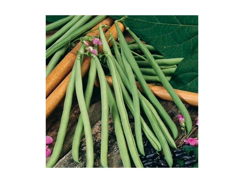 Stangenbohnen-Samen - Preise und Testberichte bei yopi.de